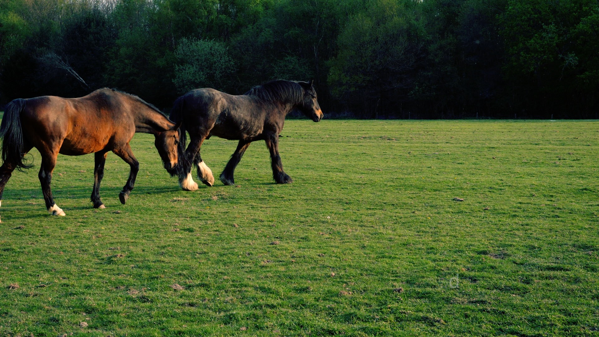 Ardenvale Farm - LiveryList