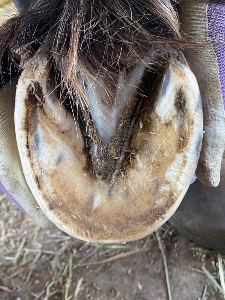 Cheshire Horse Track Livery - LiveryList