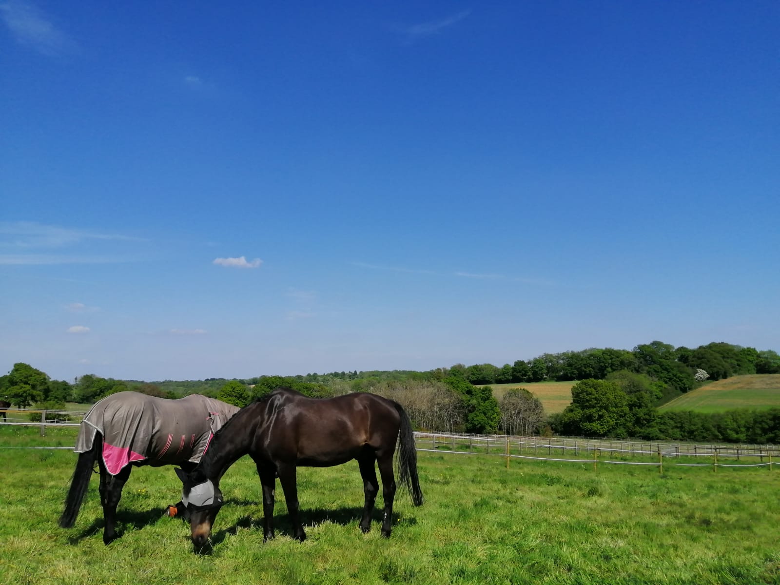 Cheval Court Stud Livery - LiveryList