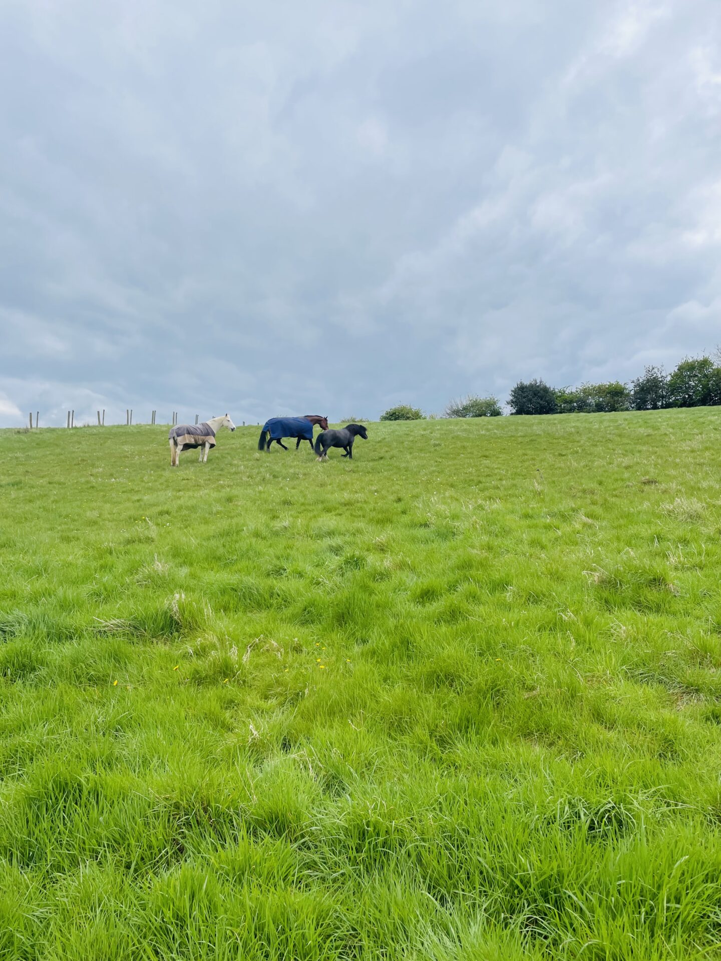 Clifford Moor Farm Livery - LiveryList