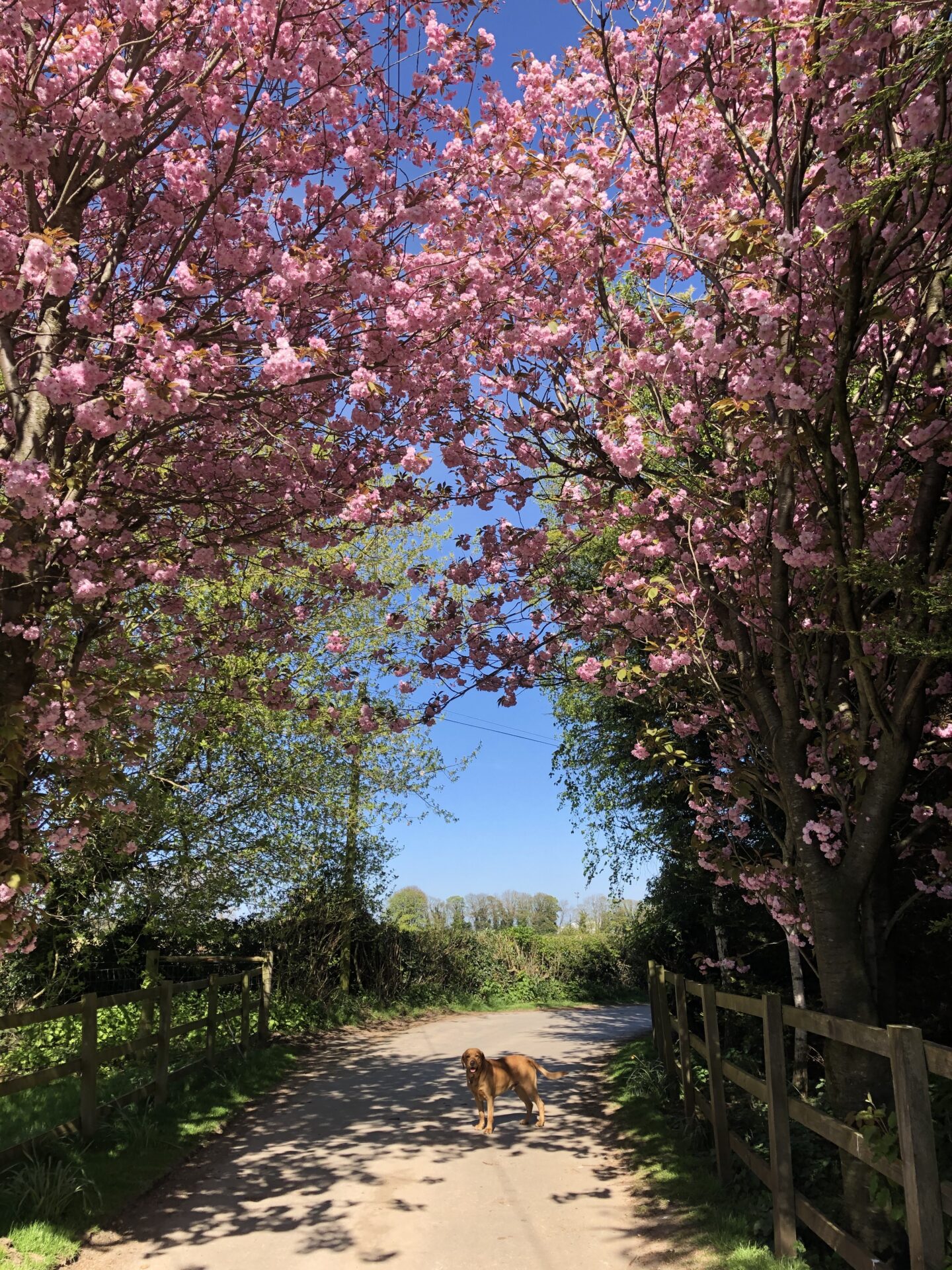 Clifford Moor Farm Livery - LiveryList