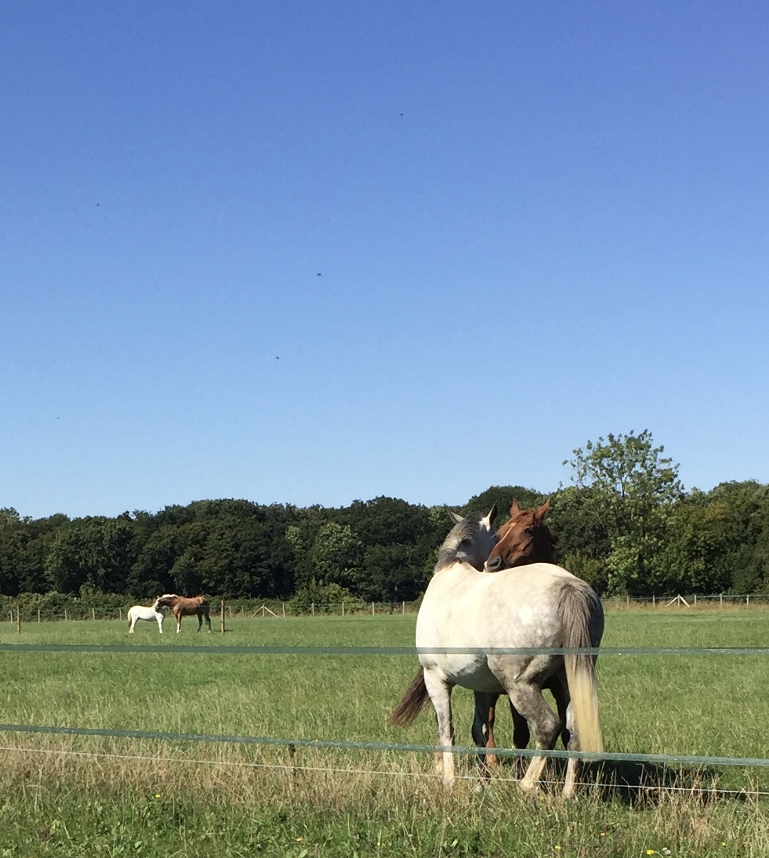 Edeys Equestrian Retirement Livery - LiveryList