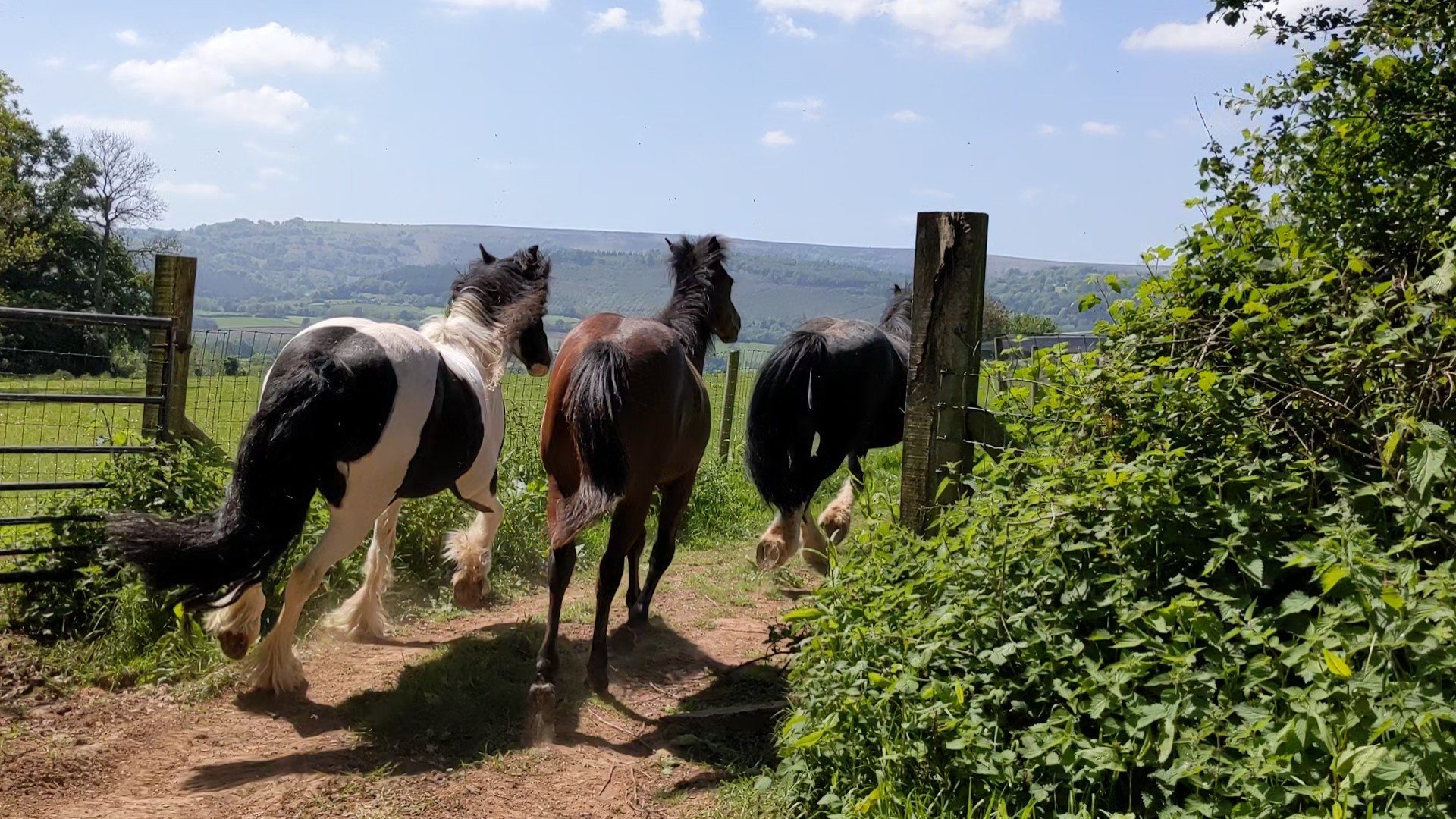 Field and Forest Track Livery - LiveryList