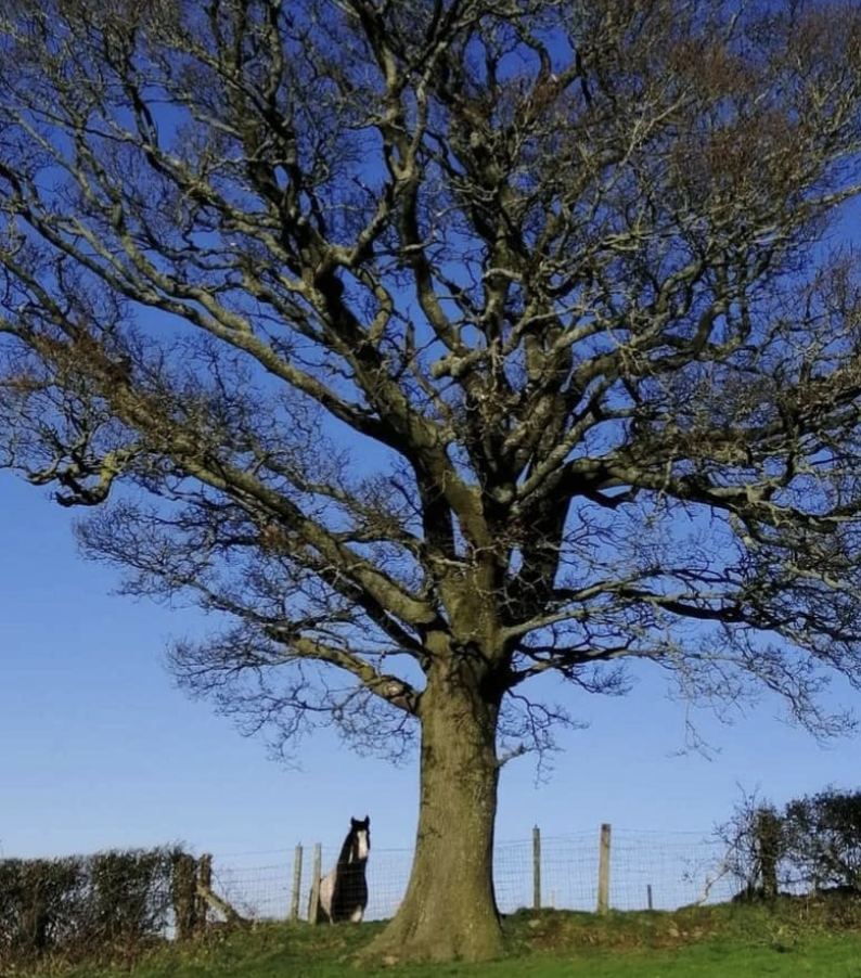 Field and Forest Track Livery - LiveryList