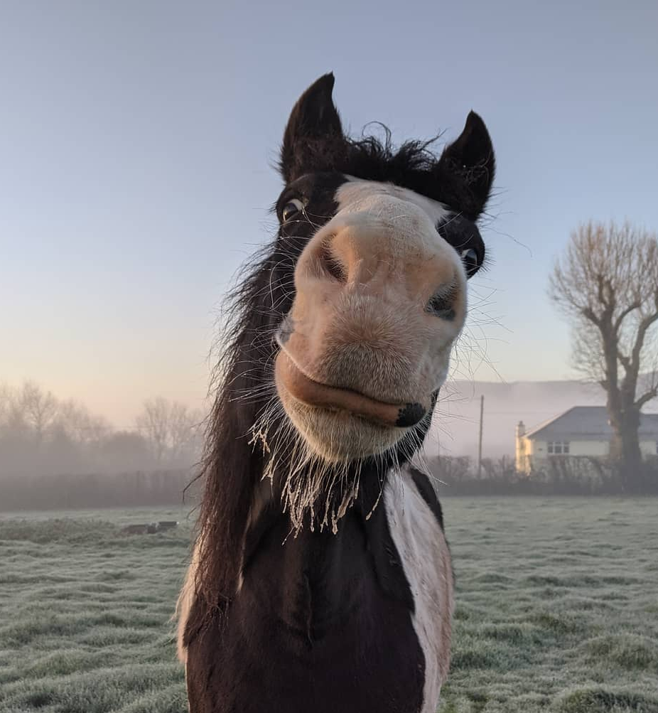 Field and Forest Track Livery - LiveryList