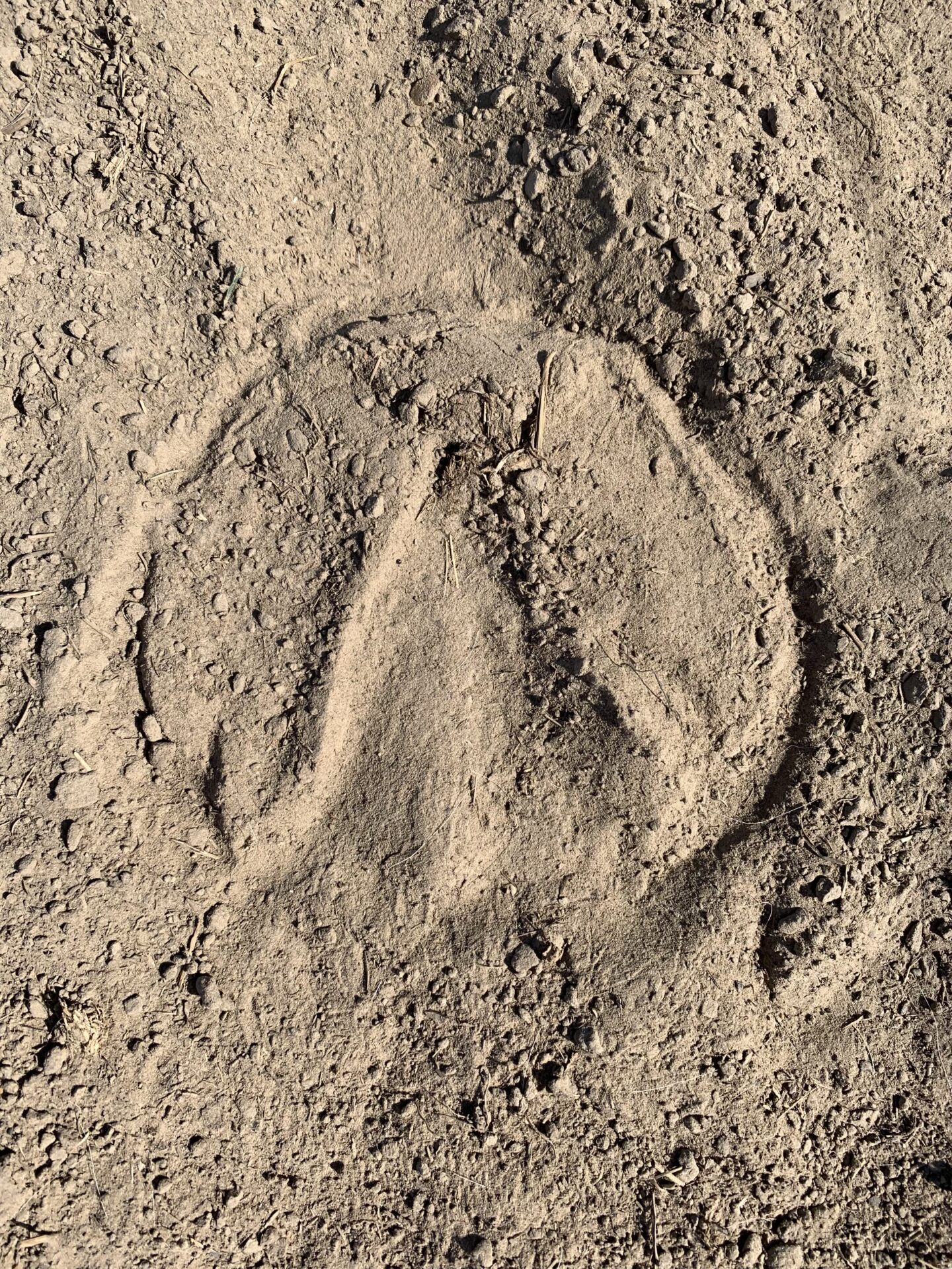 Fircrest Track Livery, Woodnesborough - LiveryList