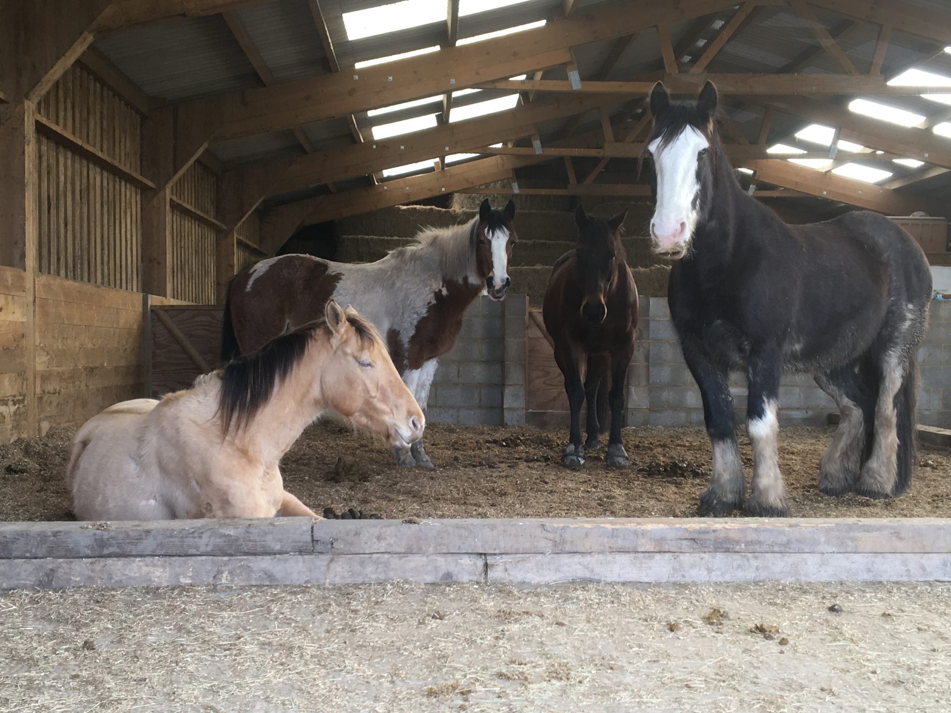 Graveney Equine ~ Track and Rehabilitation Livery - LiveryList