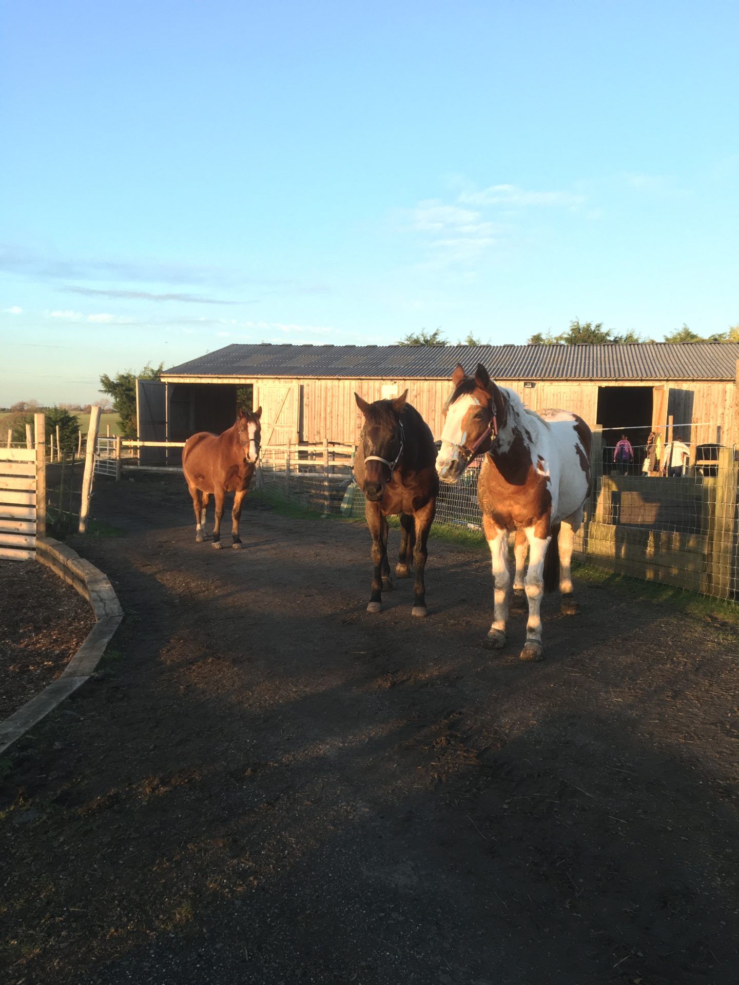 Graveney Equine ~ Track and Rehabilitation Livery - LiveryList