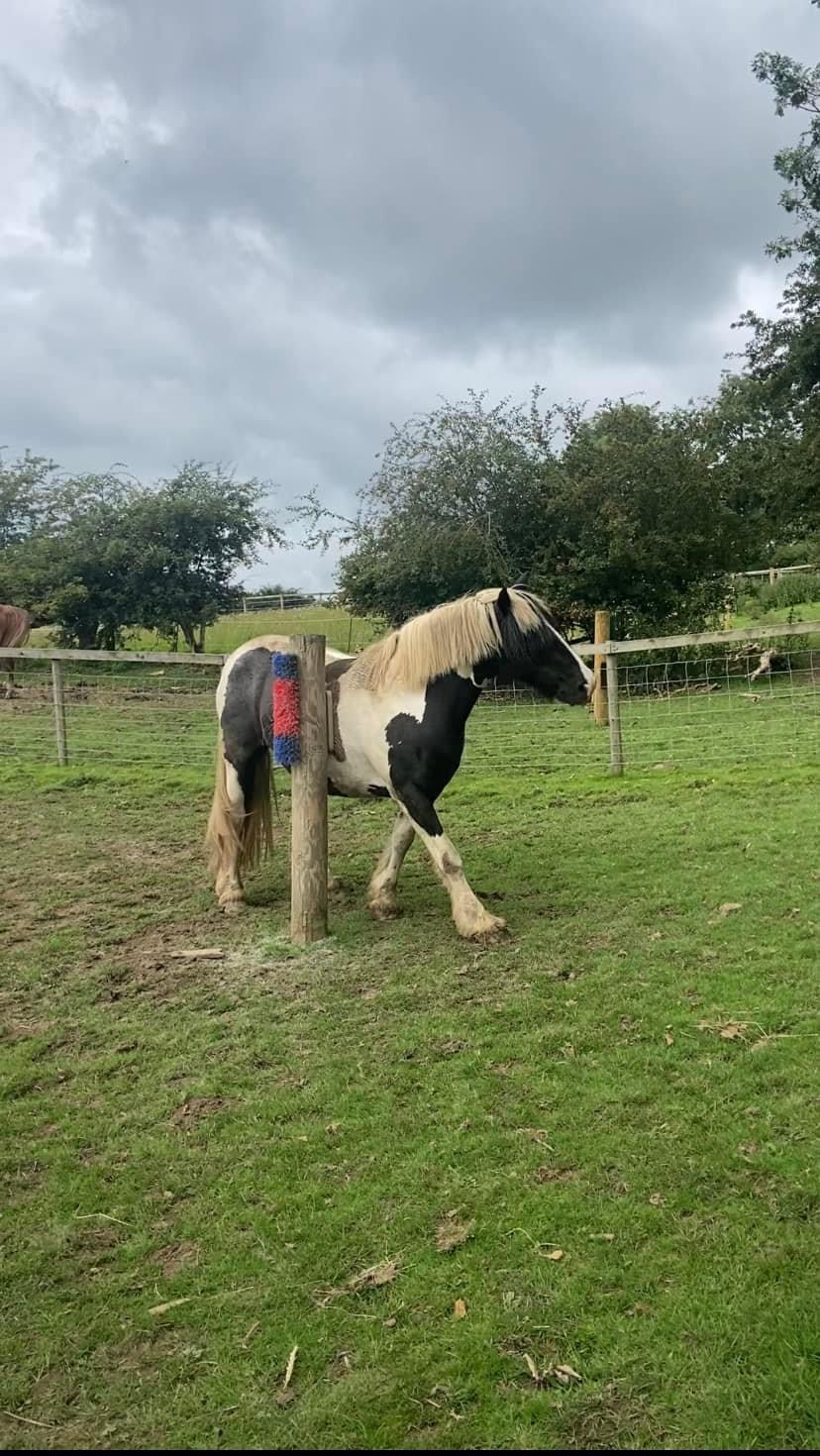 Helmsley Equine Retirement Livery - LiveryList