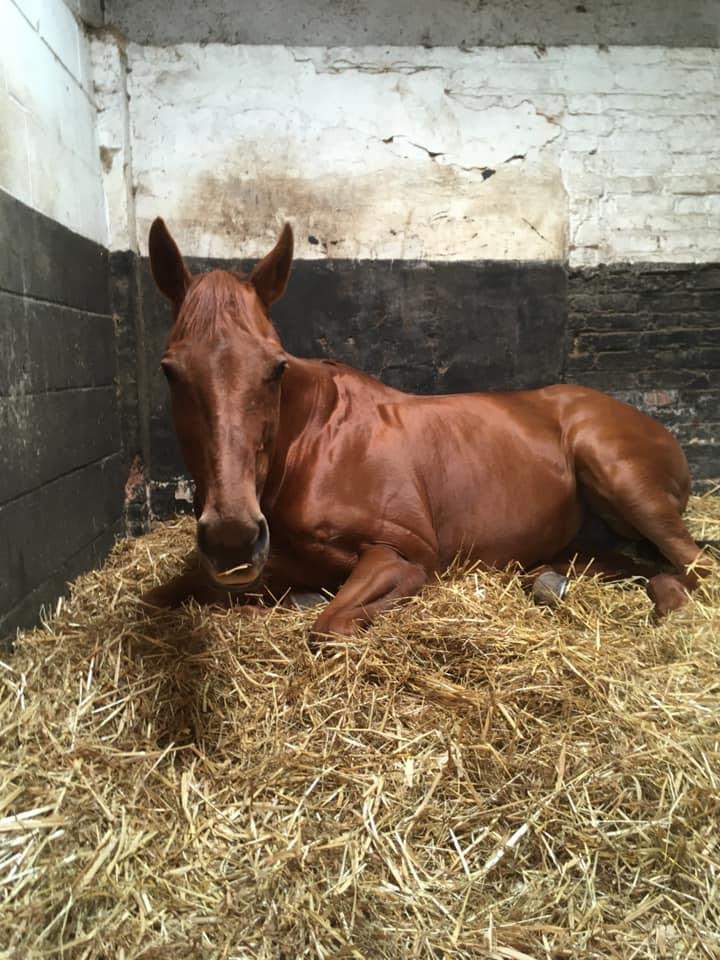 Langton Farm Stables - LiveryList