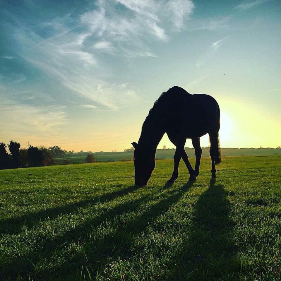 Lower Farm Stables Lavendon - LiveryList