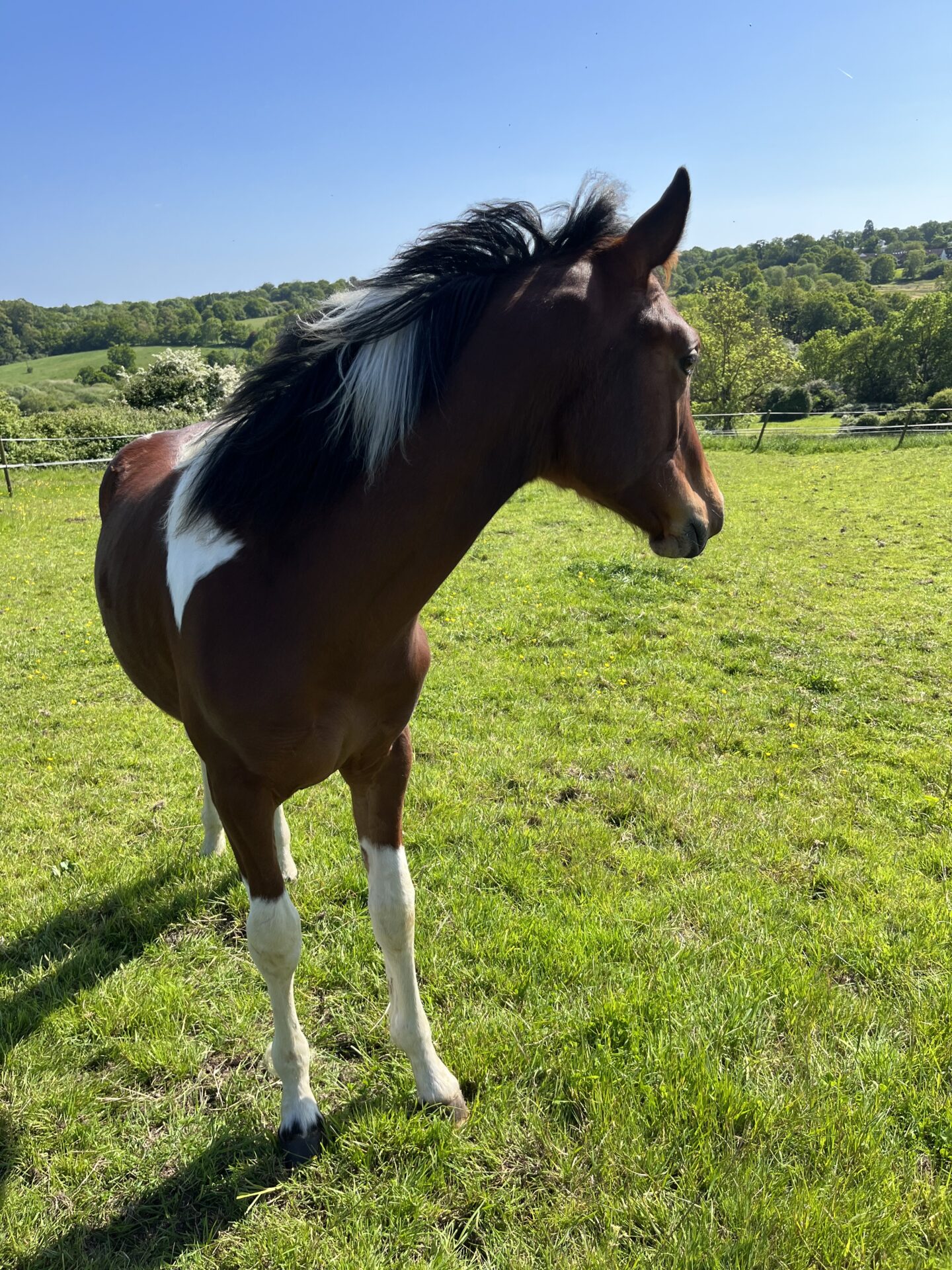 Northaw Equestrian Centre - LiveryList