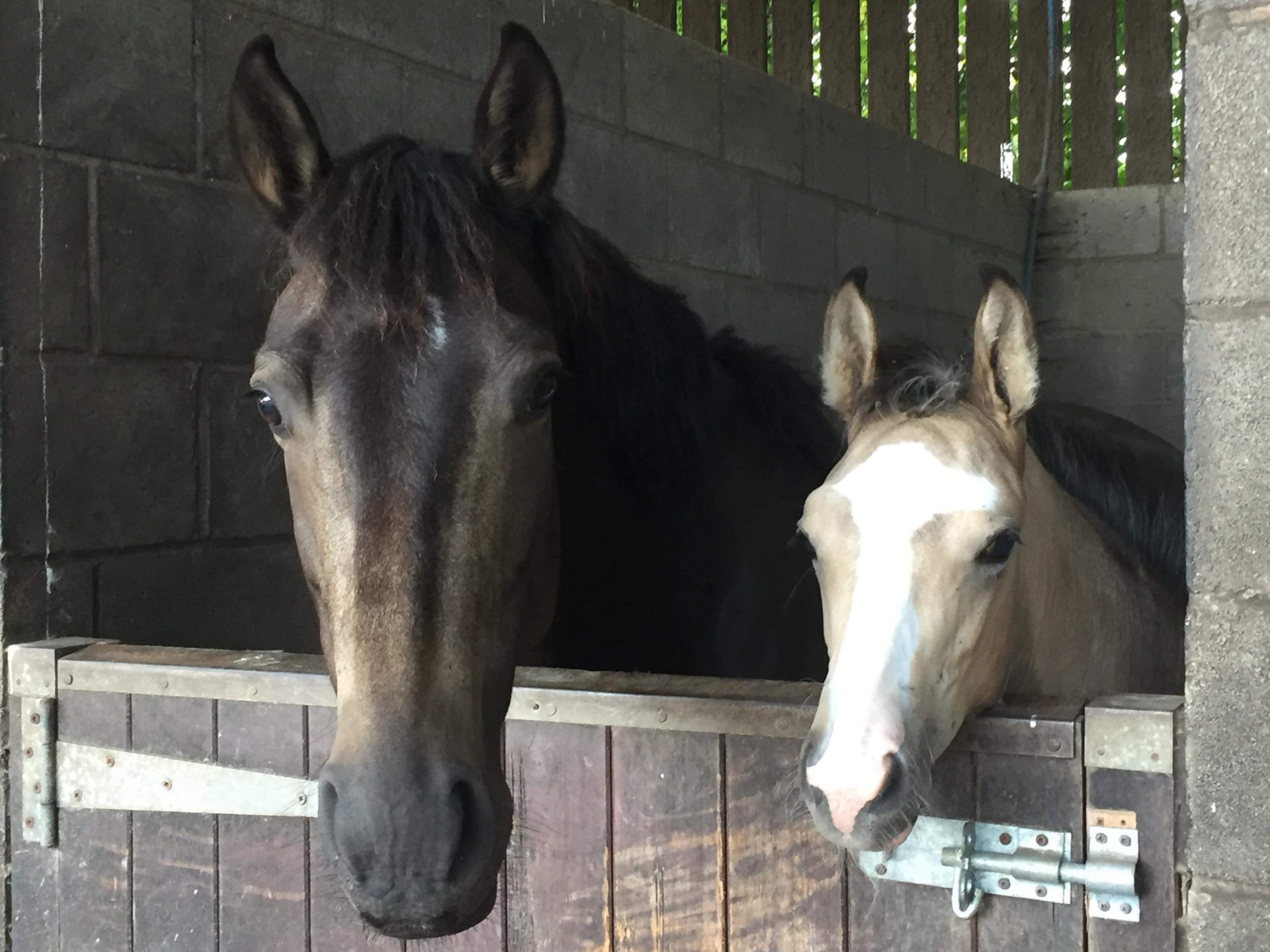 Skilts Farm Stables Limited - LiveryList
