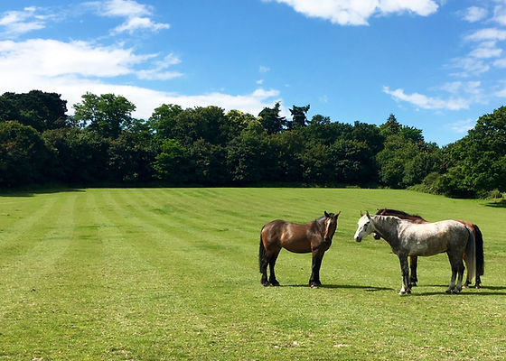 Slough Farm - LiveryList