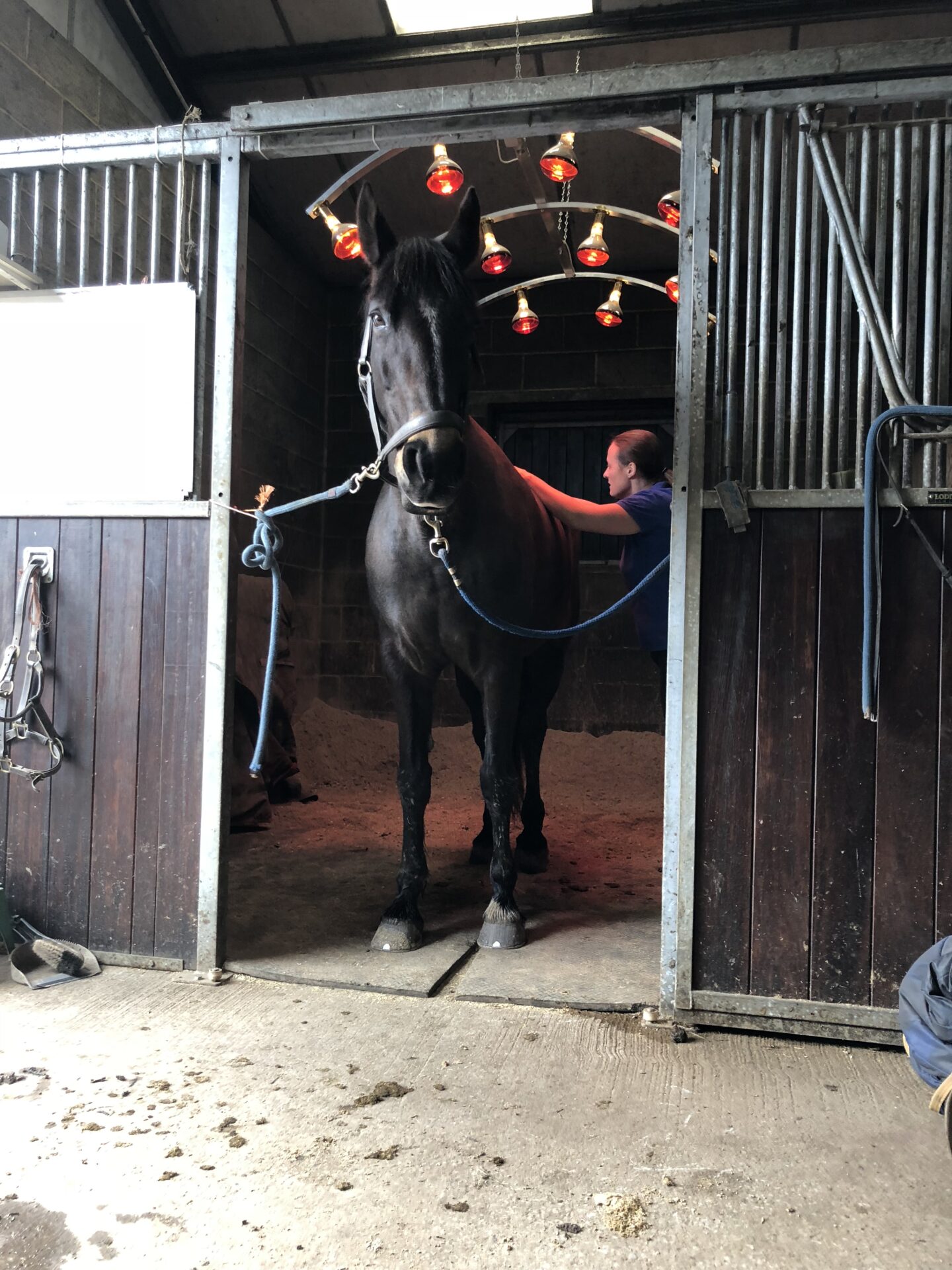 Waterfield Stables - LiveryList