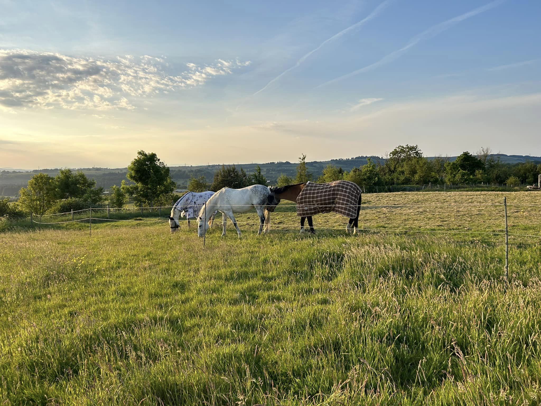 Halket Hill - LiveryList